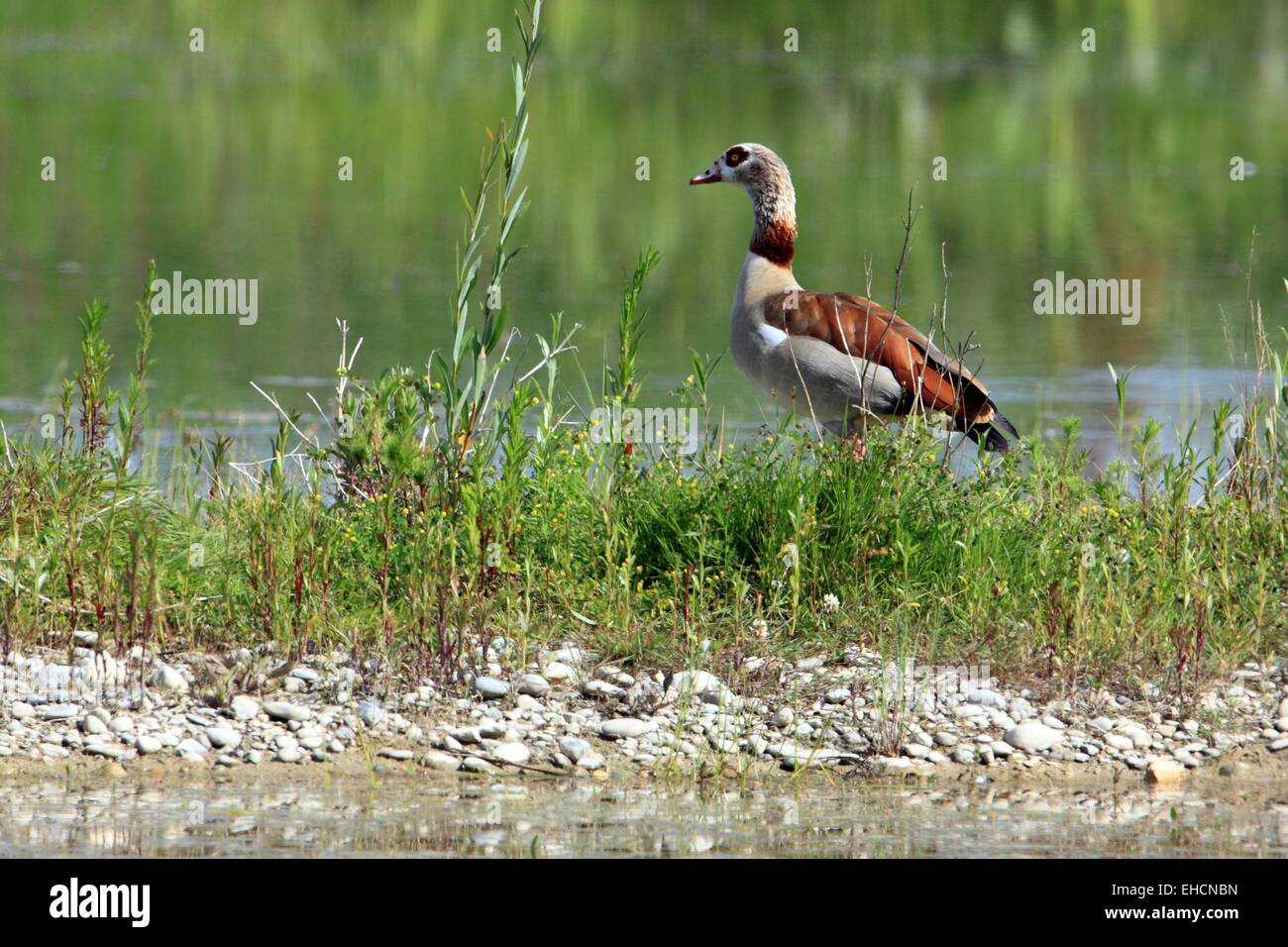 Halbgaense hi-res stock photography and images - Alamy