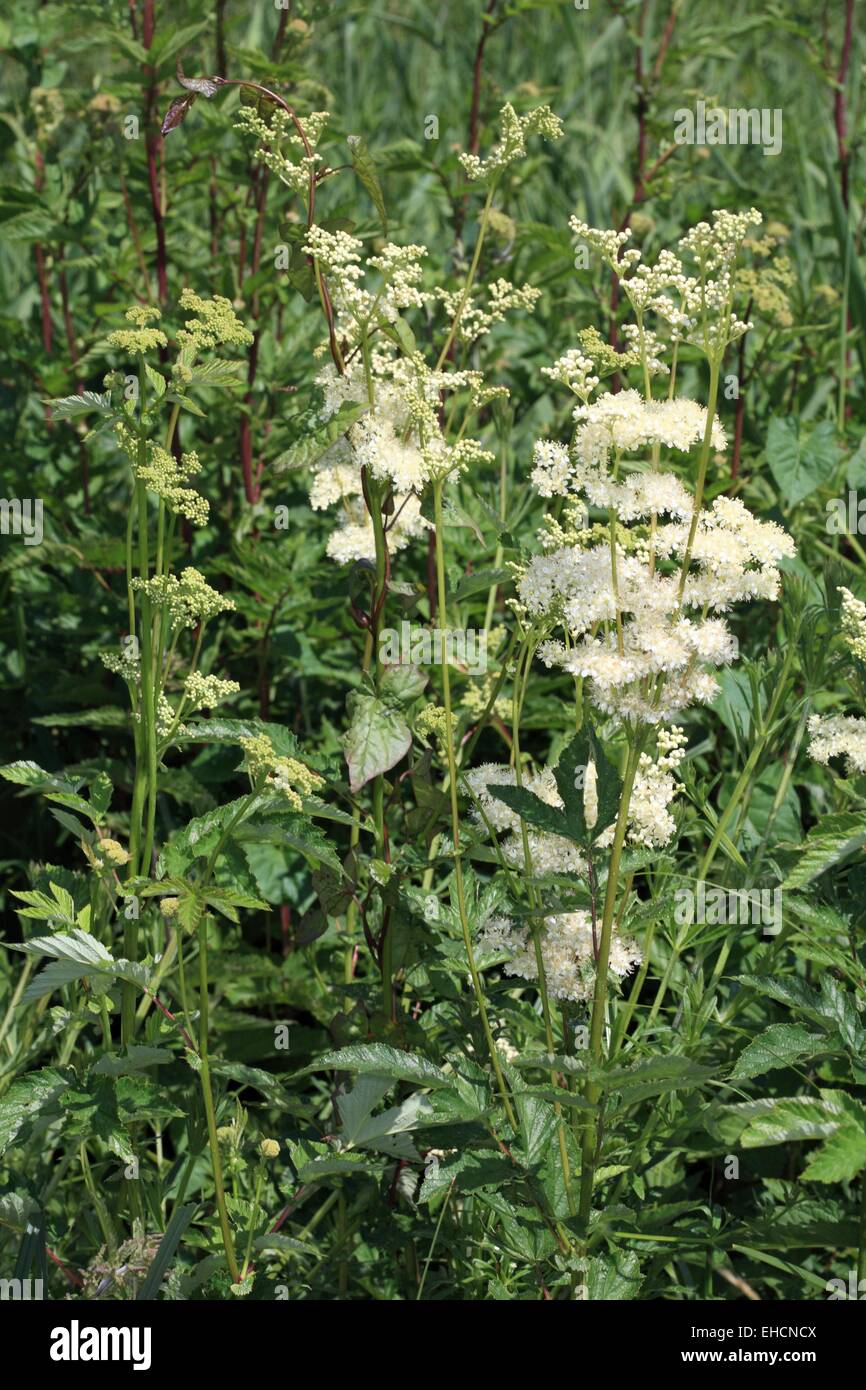 Meadowsweet hi-res stock photography and images - Alamy