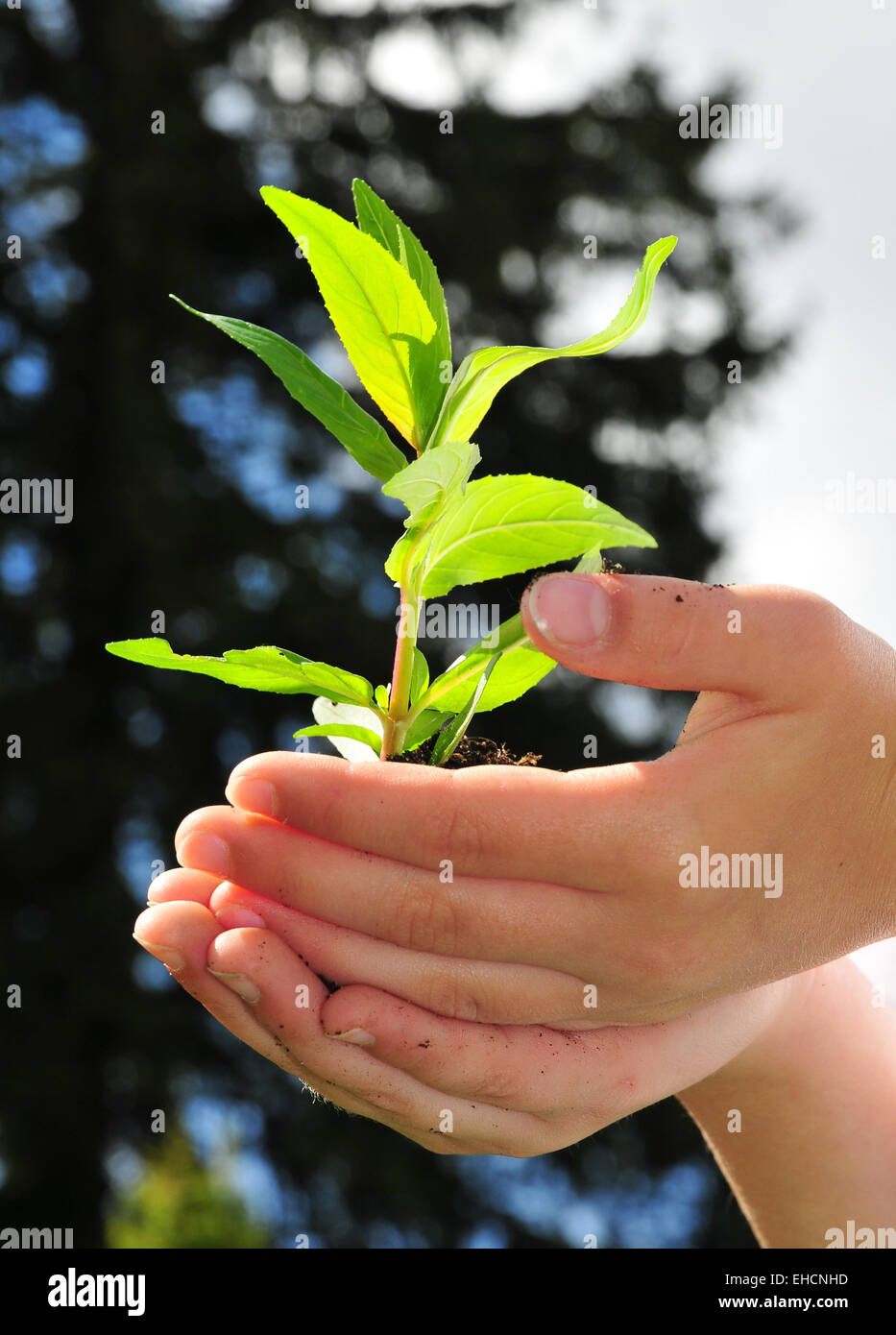 Hands flowers plant Stock Photo - Alamy