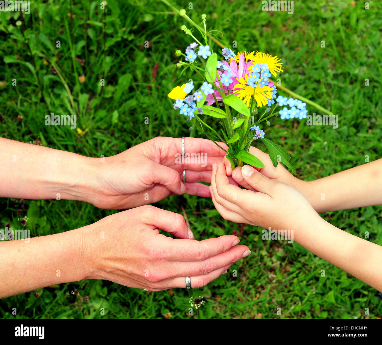 Hands flowers plant Stock Photo - Alamy