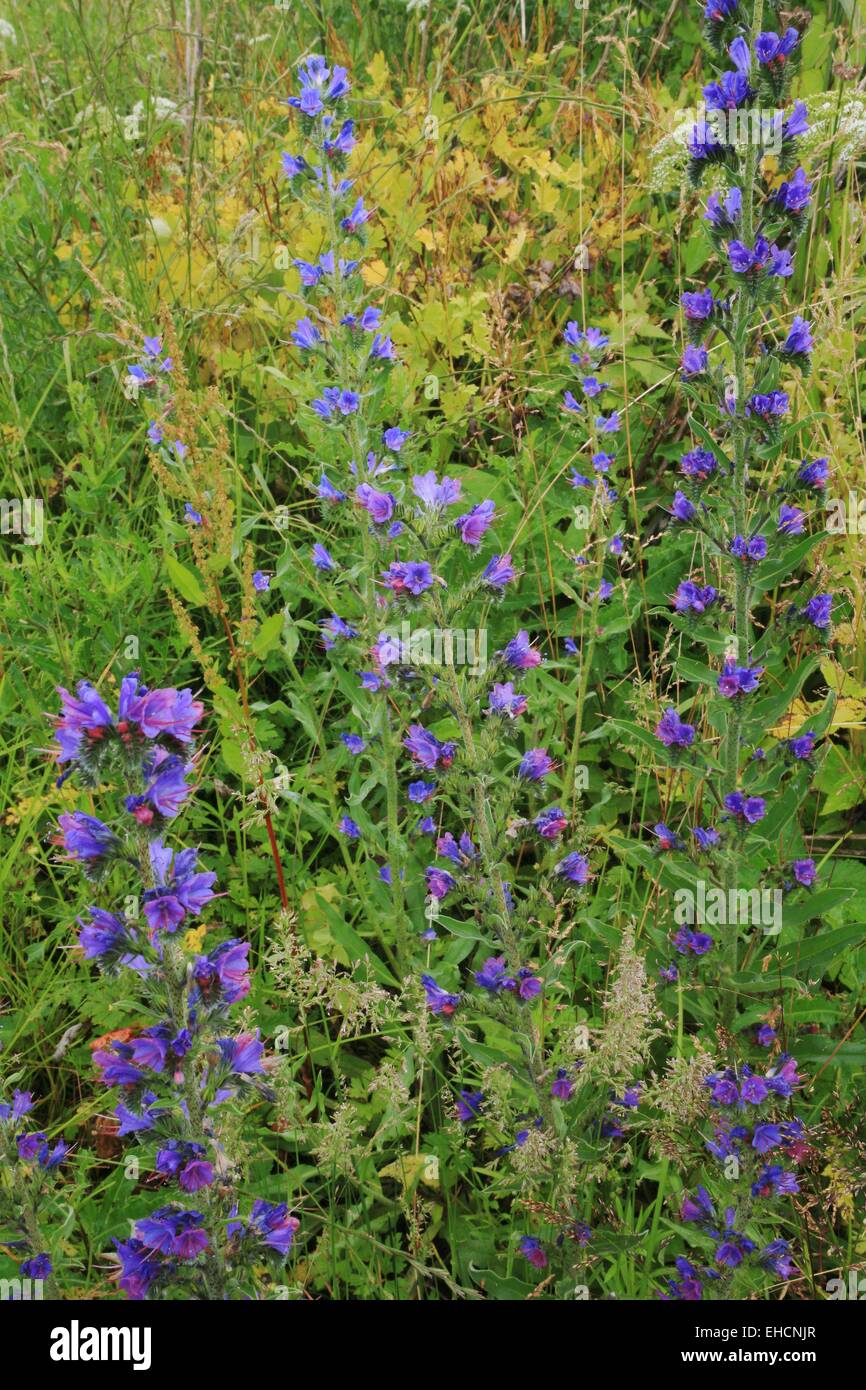 Bugloss hi-res stock photography and images - Alamy