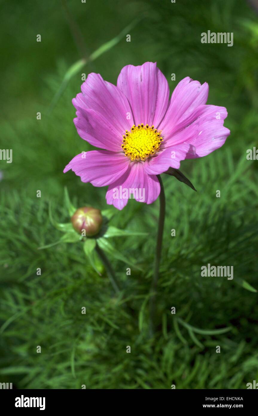 Schmuckkorbchen hi-res stock photography and images - Alamy