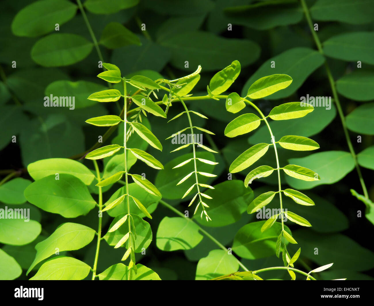 Acacia detail leaves hi-res stock photography and images - Alamy