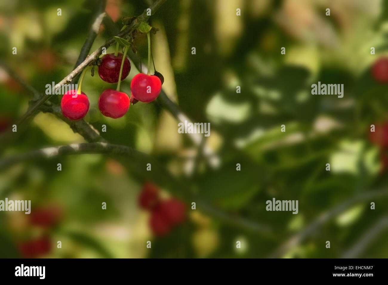 four cherries in the tree Stock Photo - Alamy
