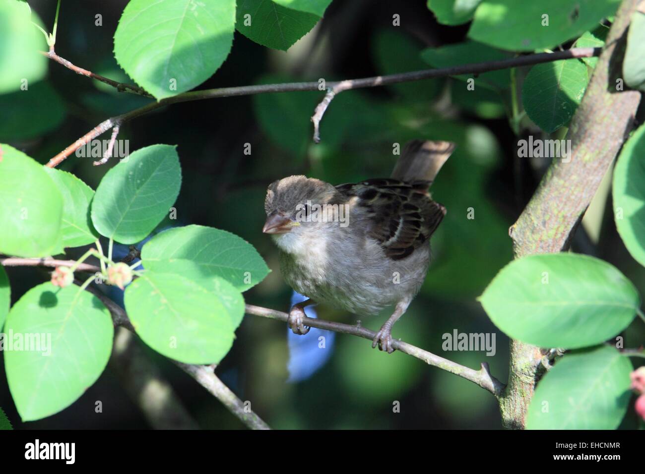 Immature house sparrow Stock Photo - Alamy