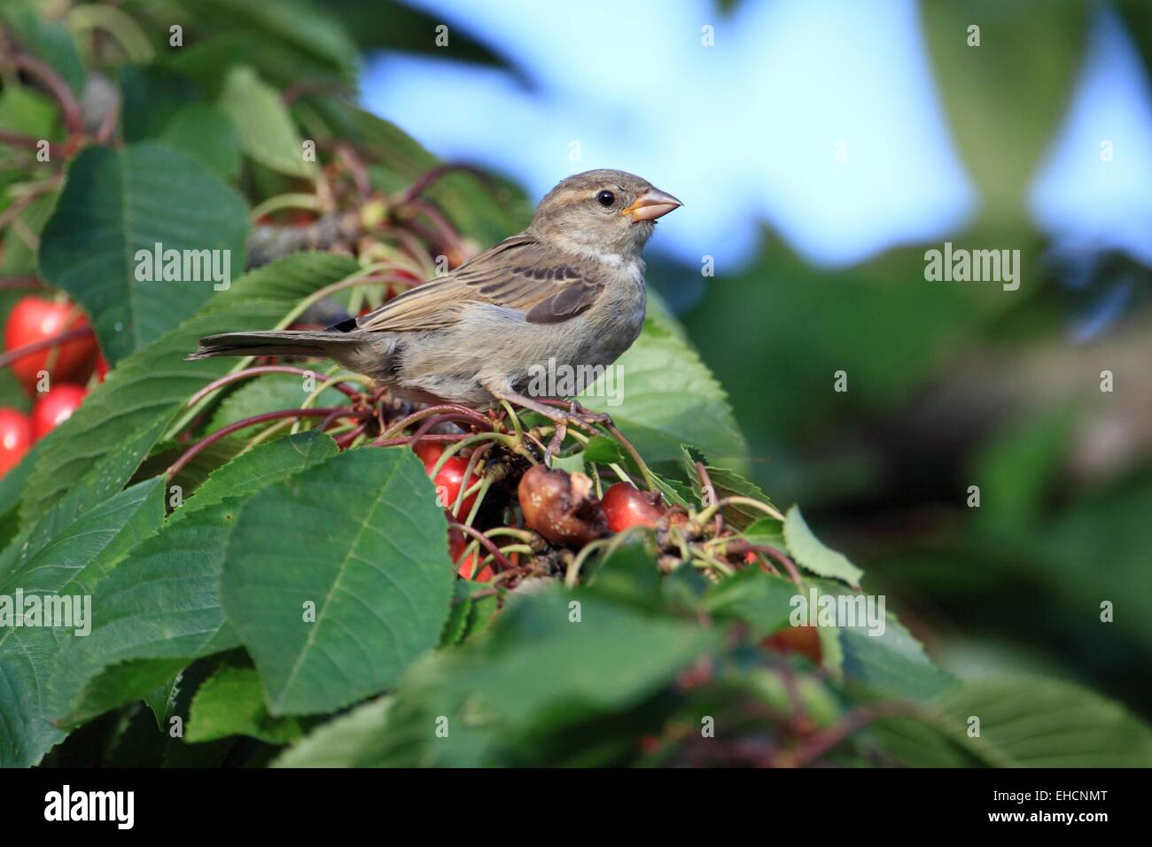 Immature House Sparrow High Resolution Stock Photography and Images - Alamy