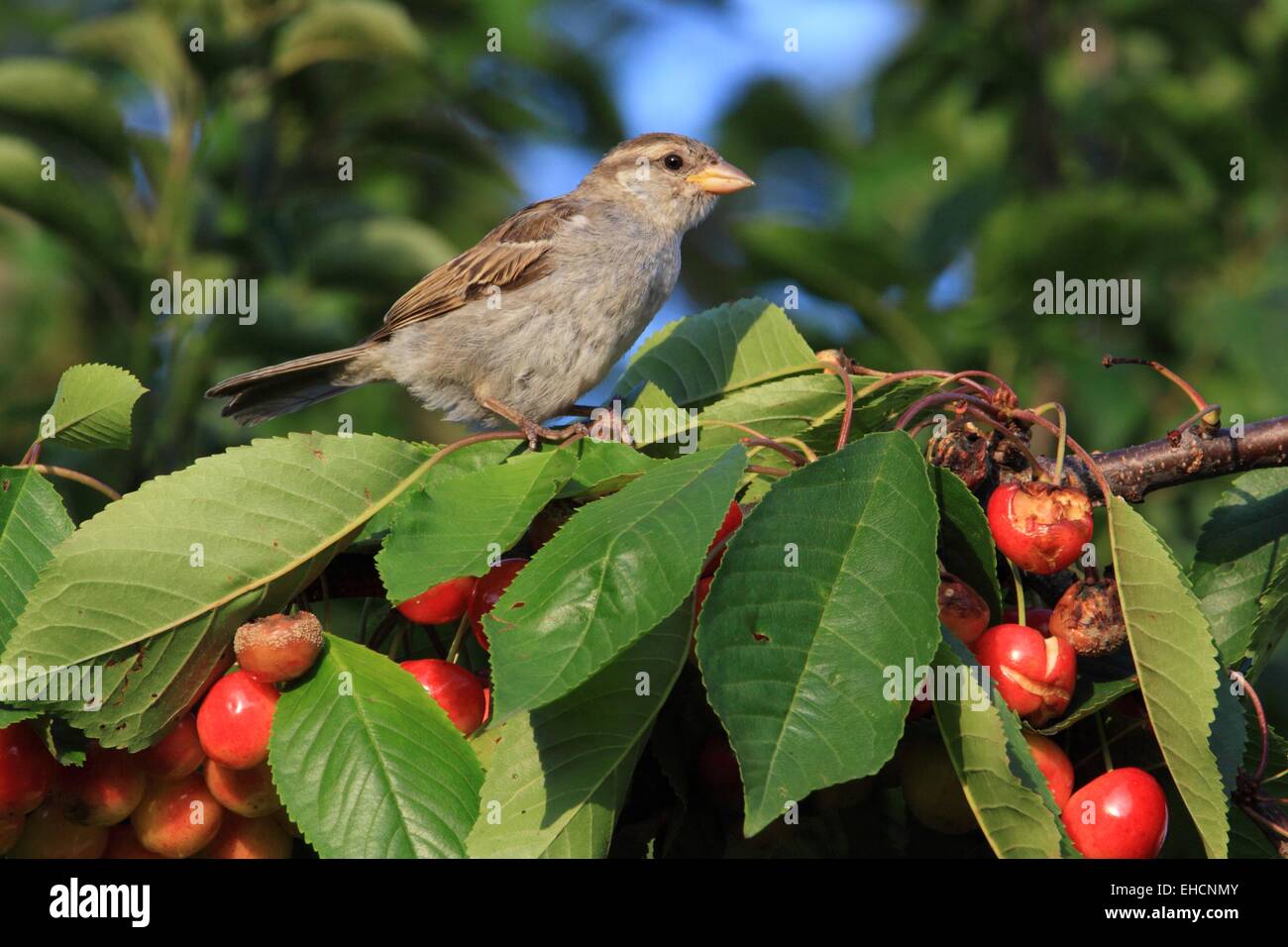Juvenile female house sparrow hi-res stock photography and images - Alamy