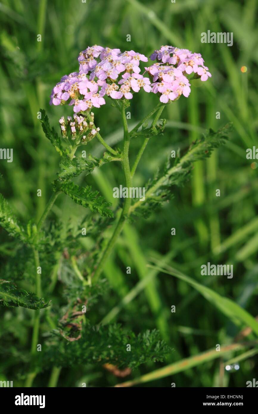 Rosa achillea millefolium hi-res stock photography and images - Alamy