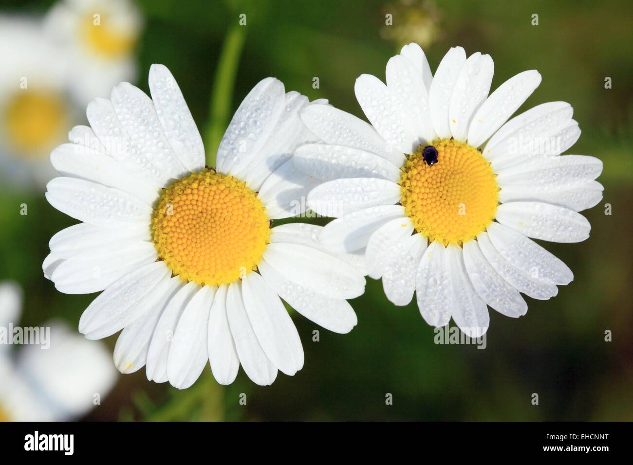 Chamomille flower hi-res stock photography and images - Alamy