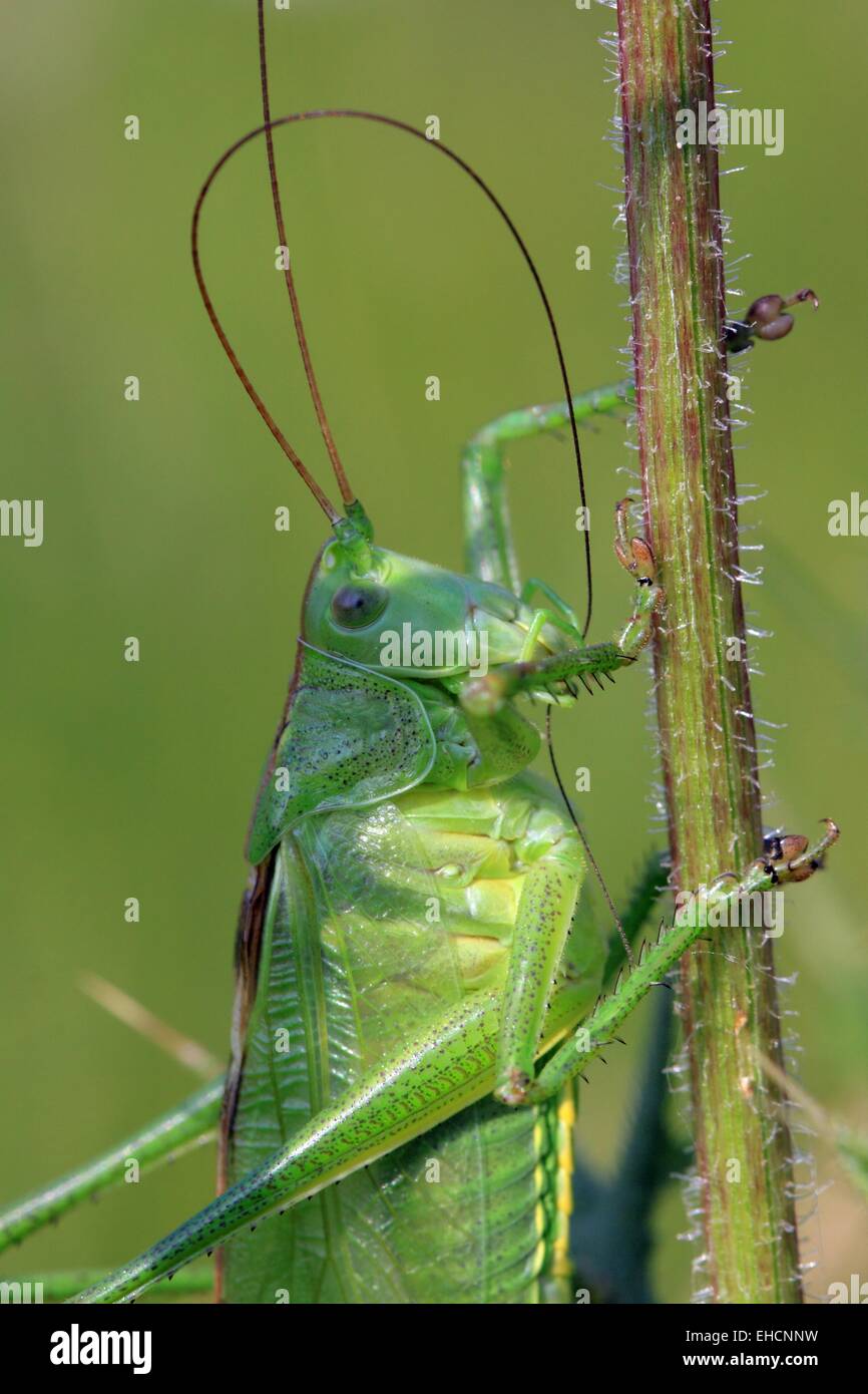 Green grasshopper, Portrait Stock Photo - Alamy