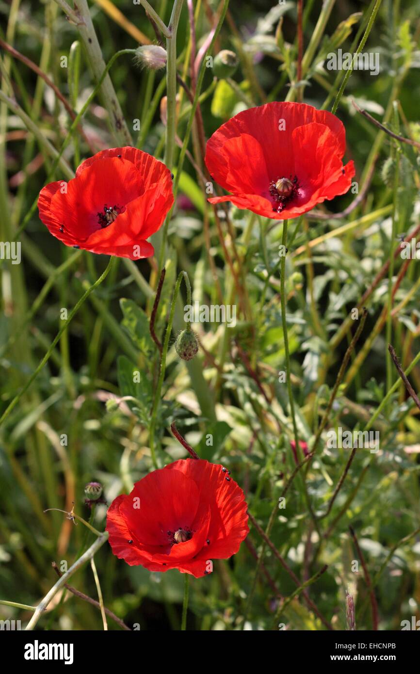 Poppy papaver rhoeas corn hi-res stock photography and images - Alamy