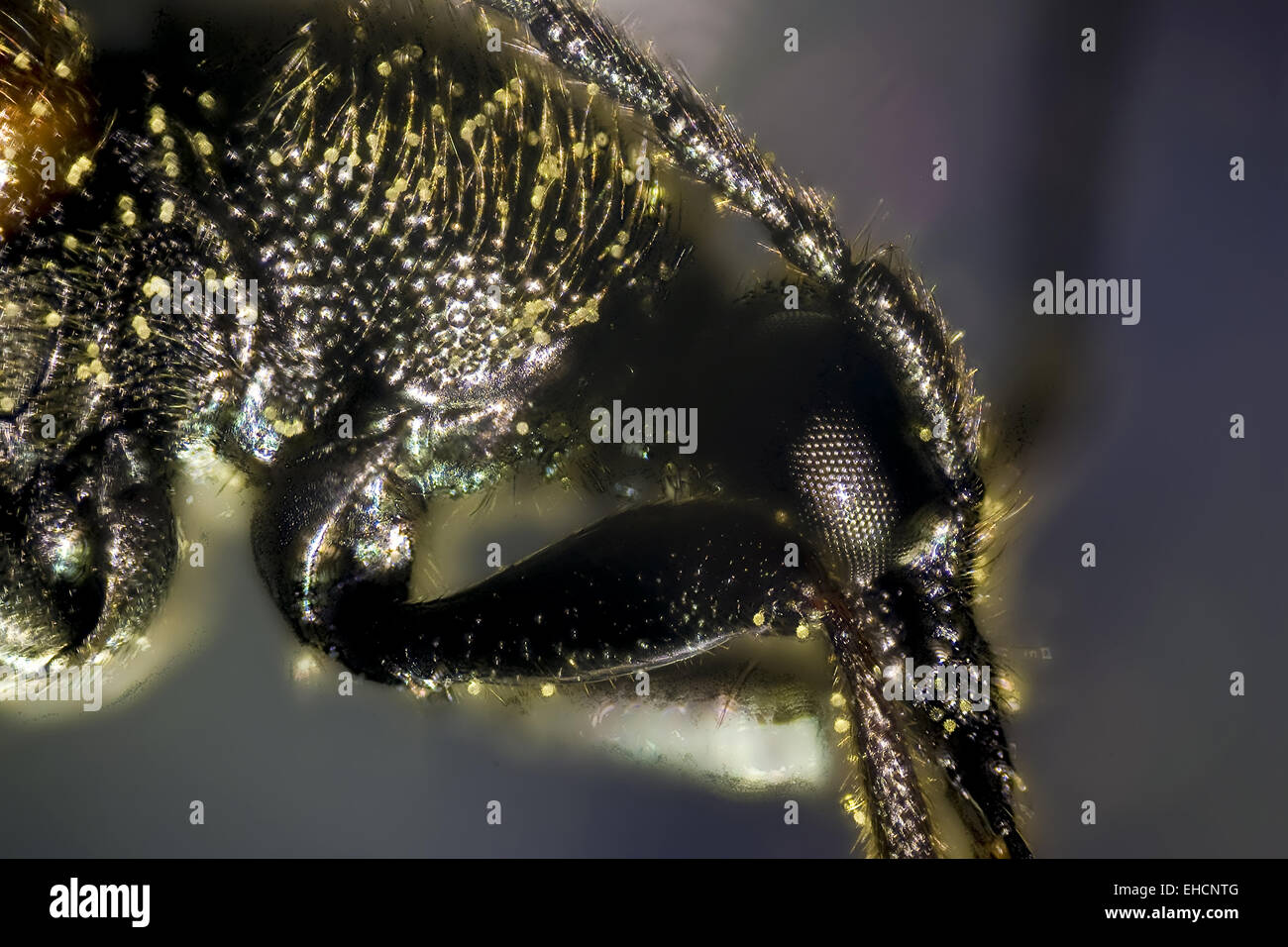 Beetle shapes hi-res stock photography and images - Alamy