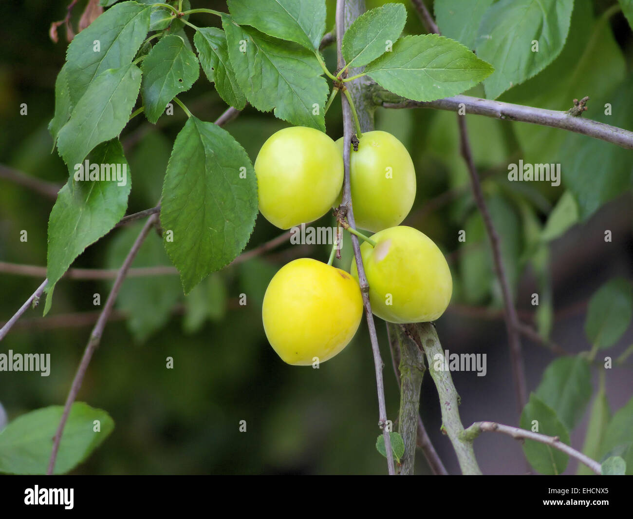 Types Of Yellow Plum Trees at Dylan Trouton blog