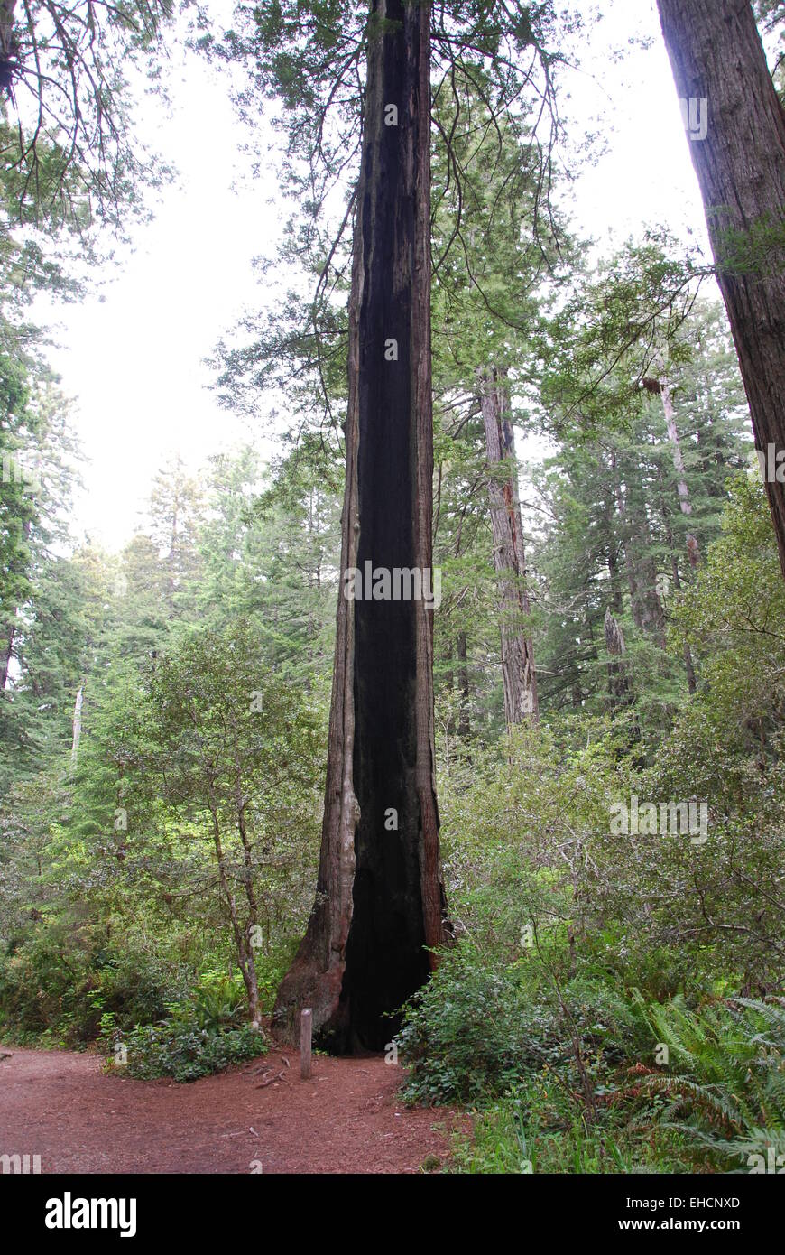 Redwoods forrest hi-res stock photography and images - Alamy