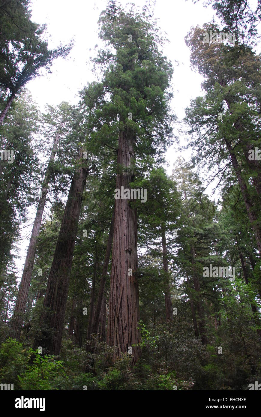 Mammut tree hi-res stock photography and images - Alamy
