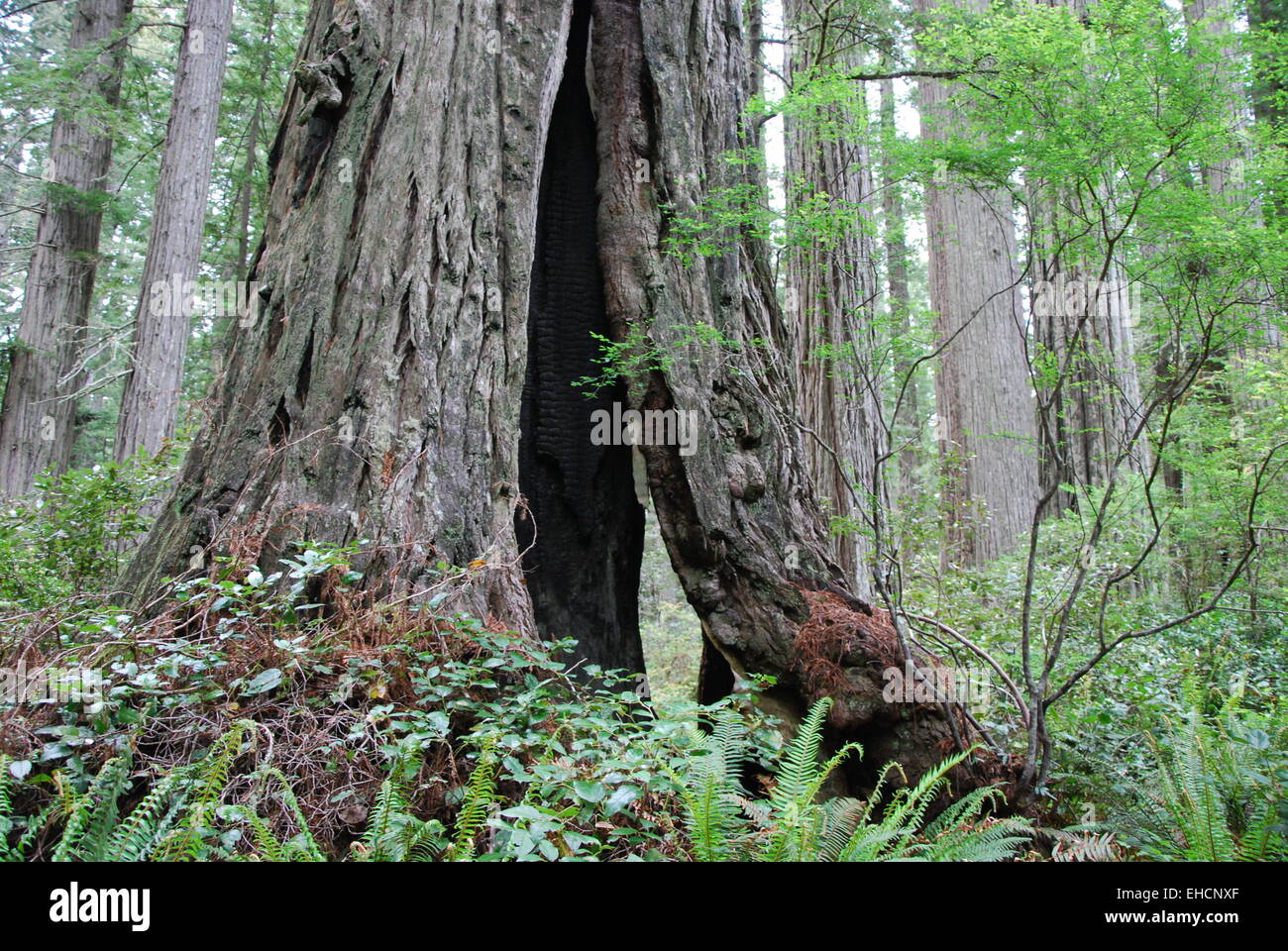Californian red wood hi-res stock photography and images - Alamy
