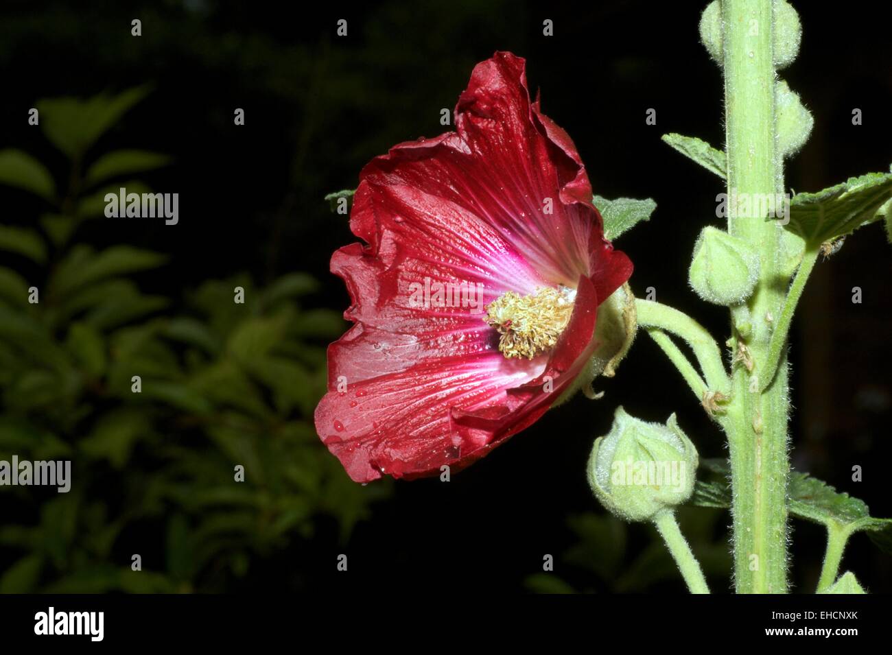 Stockrose, dark red mallow Stock Photo - Alamy