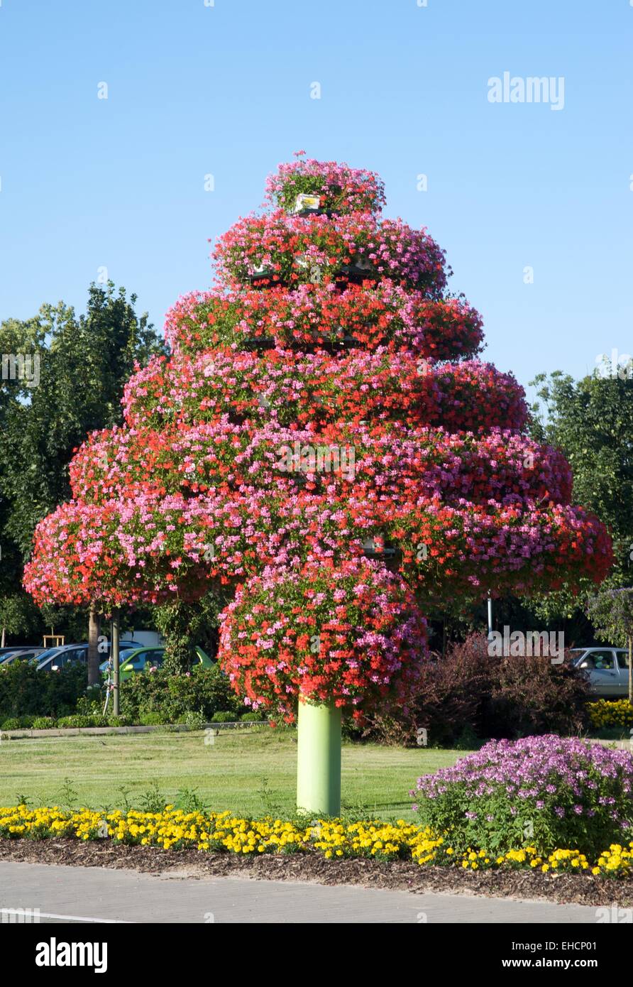 Geranium tree hi-res stock photography and images - Alamy