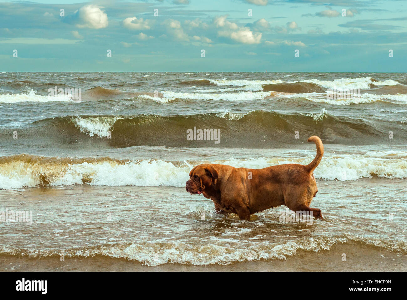 Dog with waves hi-res stock photography and images - Alamy