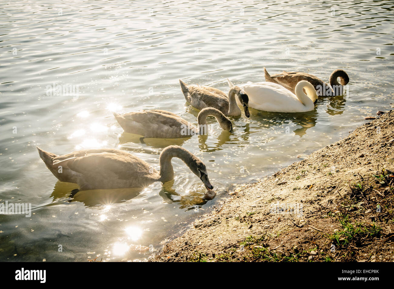 Group of swan Stock Photo - Alamy