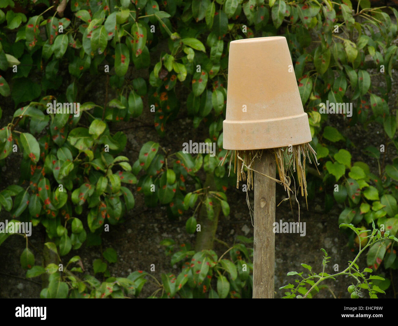 Biologic plant protection Stock Photo - Alamy