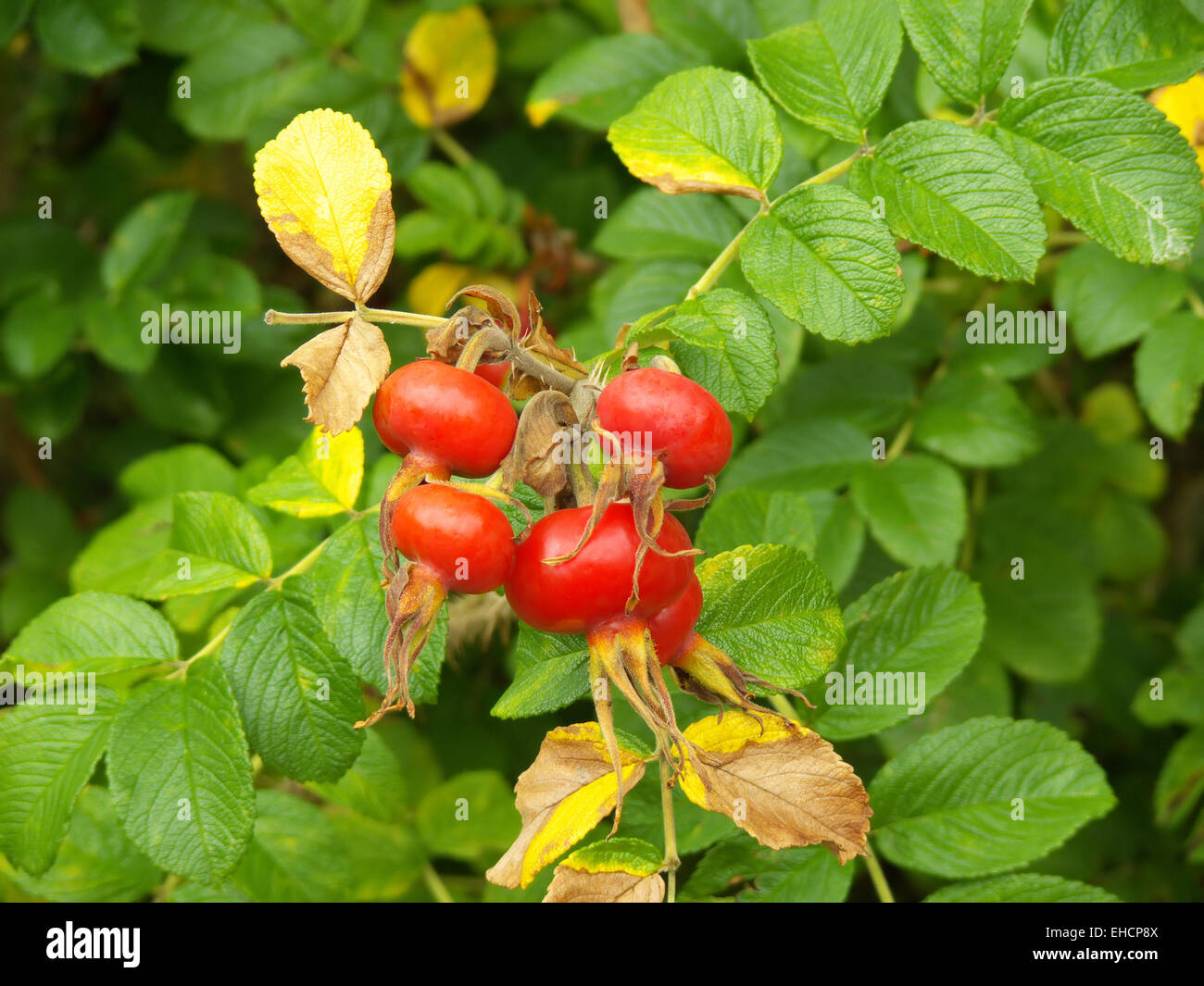 Yellow wild rose hips hi-res stock photography and images - Alamy
