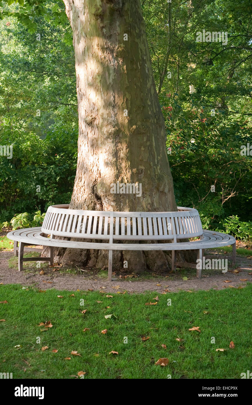 White bench build around a big tree Stock Photo - Alamy