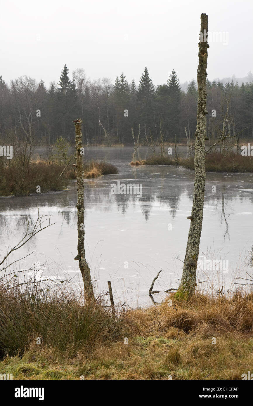 Lake with dead trees hi-res stock photography and images - Alamy