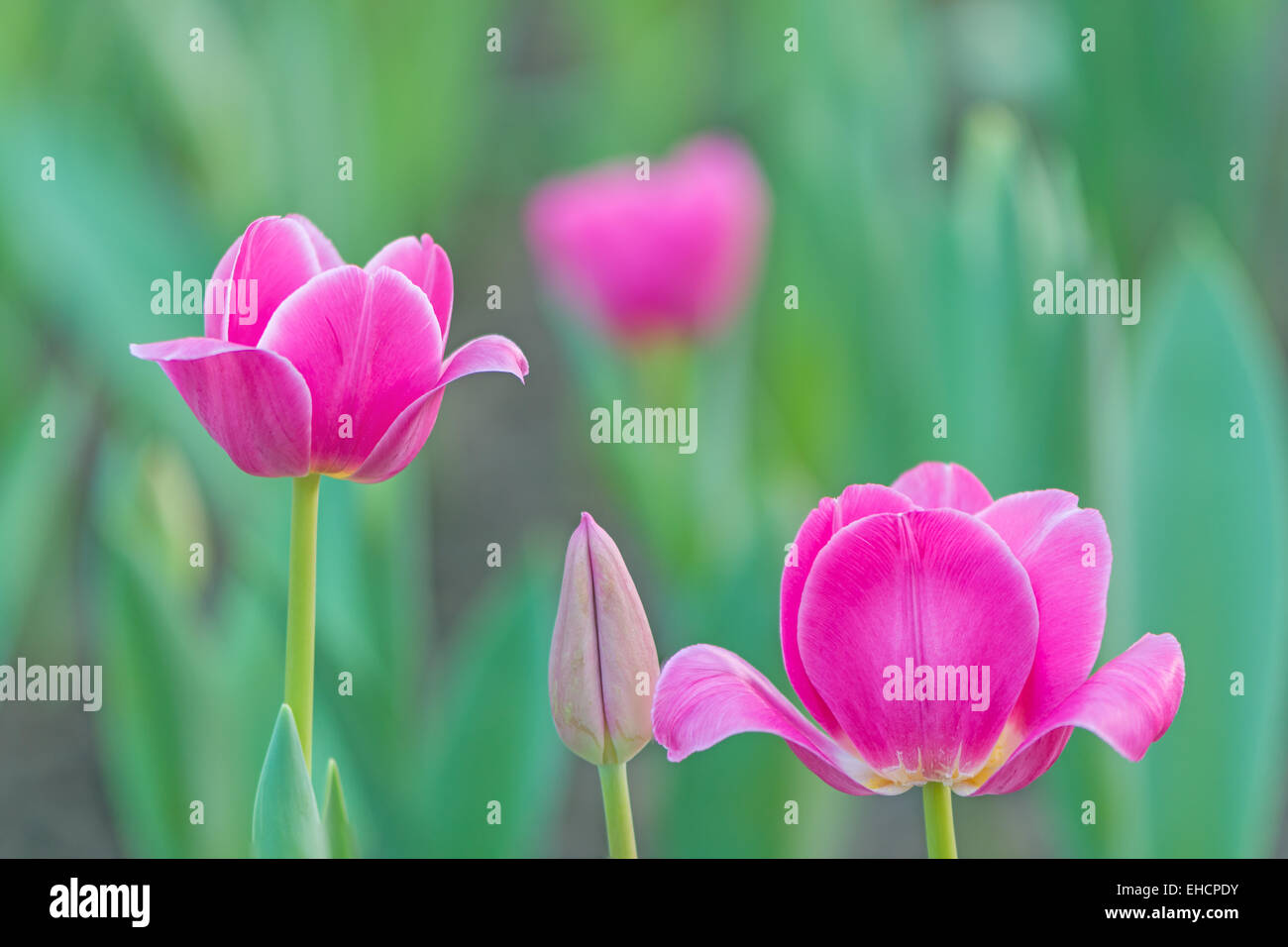 Beautiful pink tulip flower in field plantation Stock Photo - Alamy