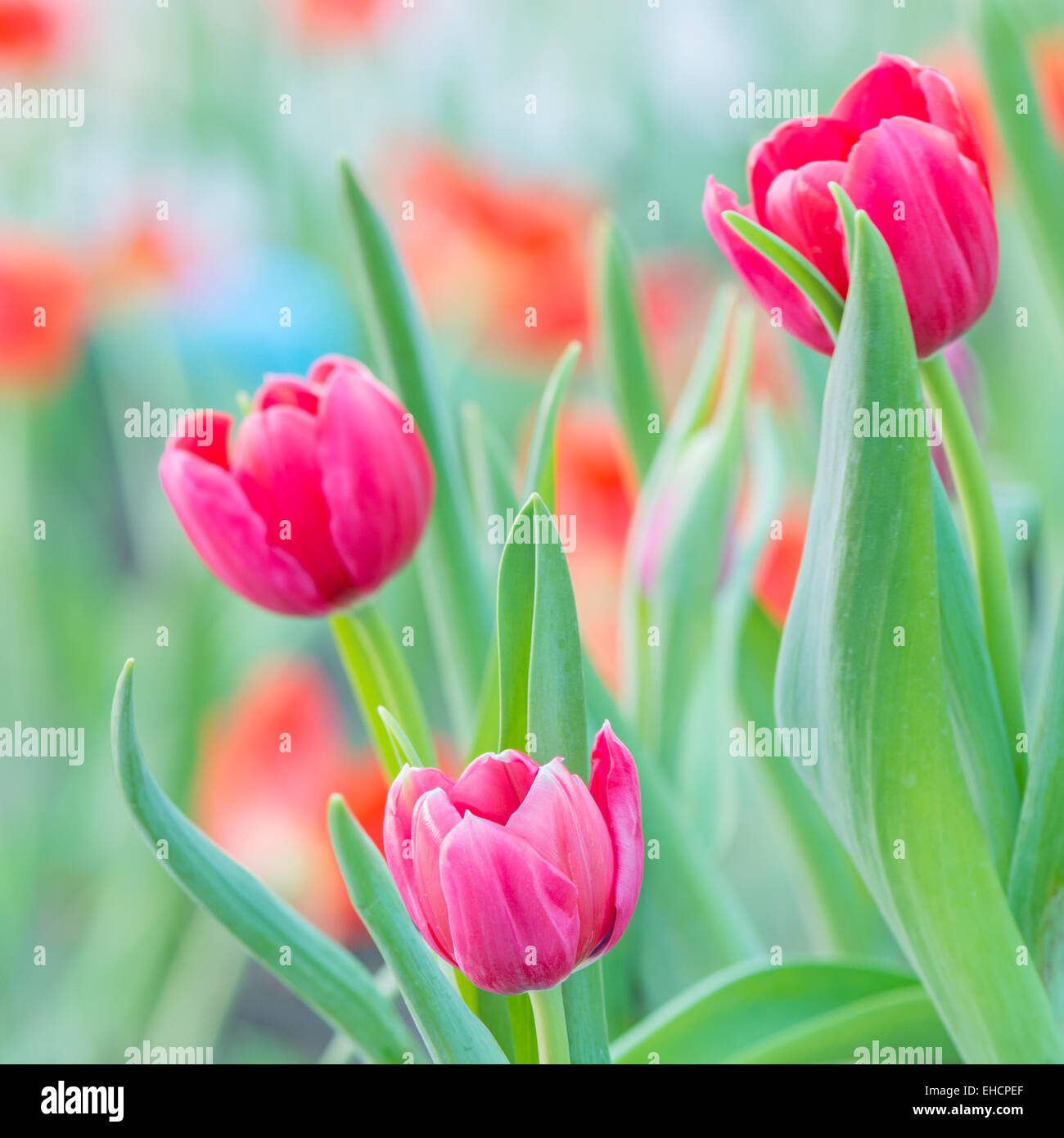 Beautiful pink tulip flower in field plantation Stock Photo - Alamy