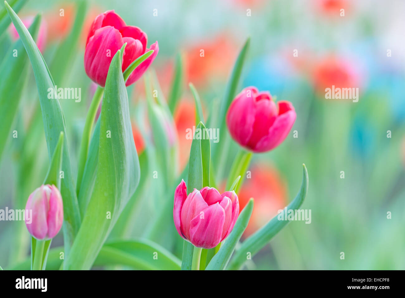 Beautiful pink tulip flower in field plantation Stock Photo - Alamy