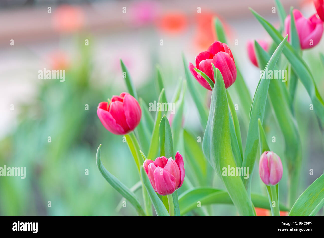 Beautiful art in nature hi-res stock photography and images - Alamy