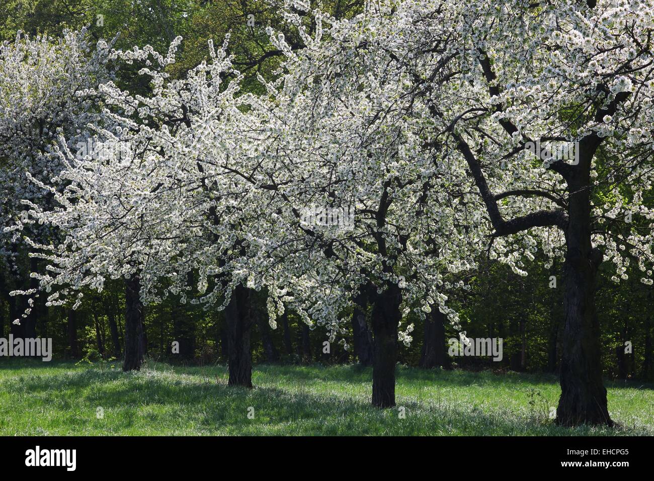 Natur spring hi-res stock photography and images - Alamy