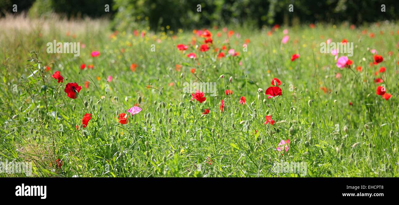 Panorama flower hi-res stock photography and images - Alamy