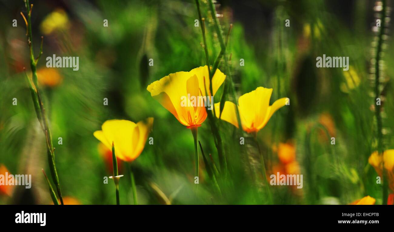 Panorama flower hi-res stock photography and images - Alamy