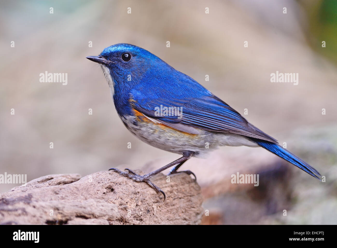 Blue bird, male Himalayan Bluetail (Tarsiger rufilatus), standing on ...
