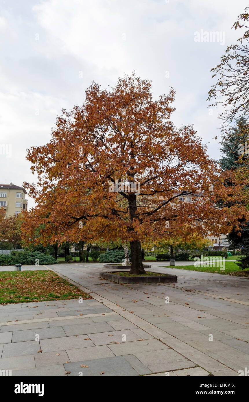 Old sofia hi-res stock photography and images - Alamy