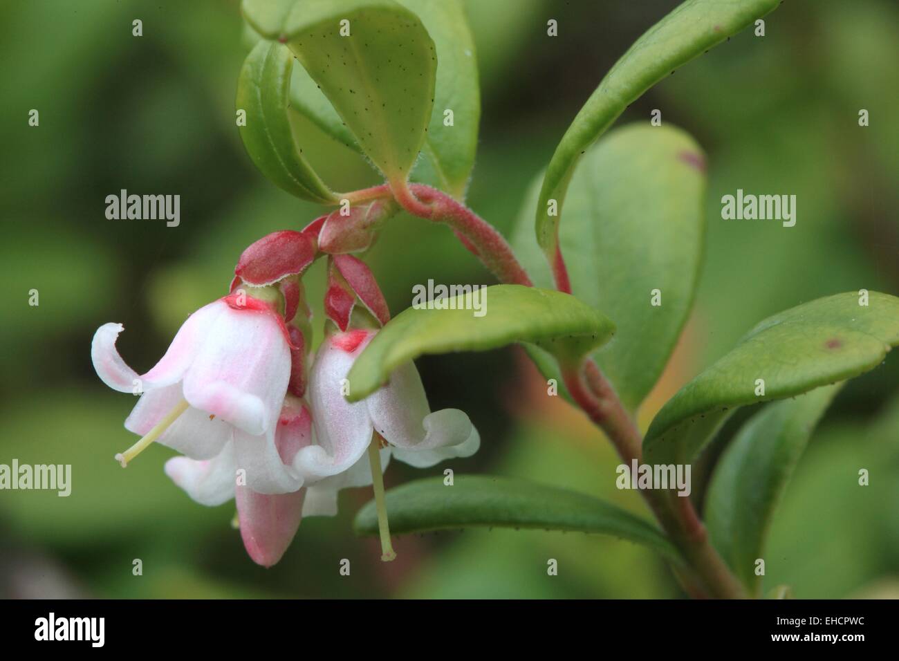 Cranberry flower hi-res stock photography and images - Alamy