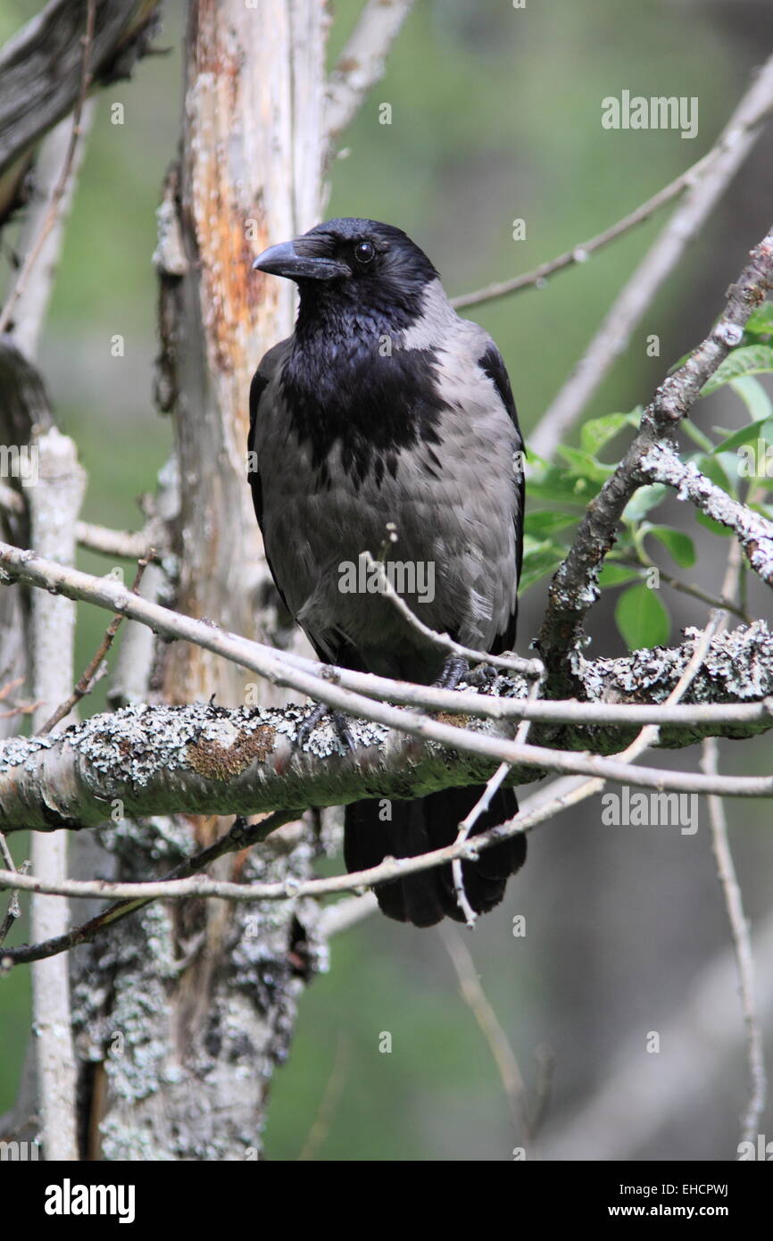 Hooded Crow, Corvus corone cornix Stock Photo - Alamy