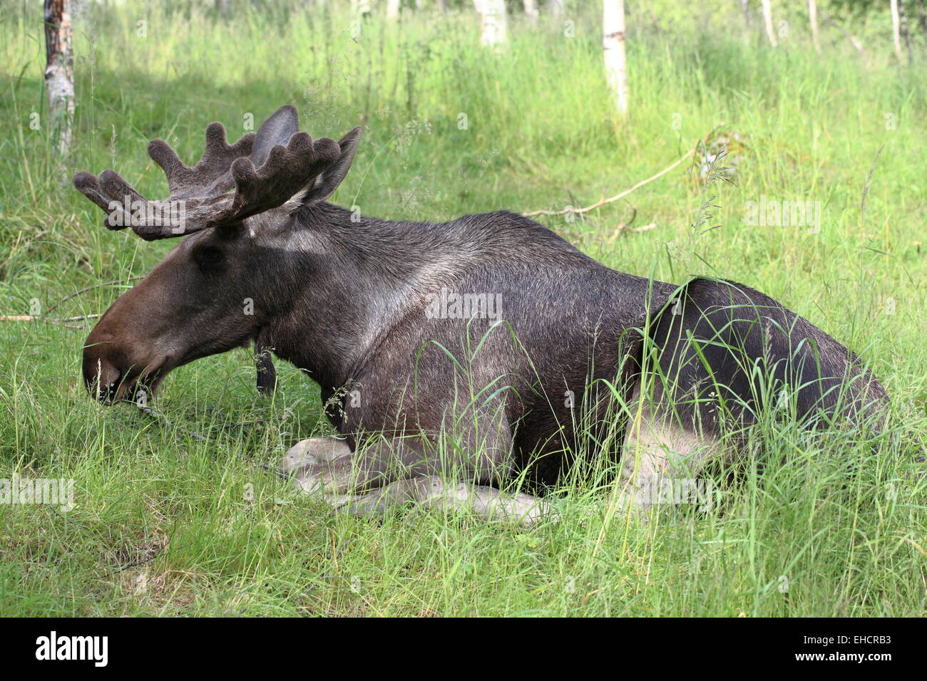 Jagdwild hi-res stock photography and images - Alamy