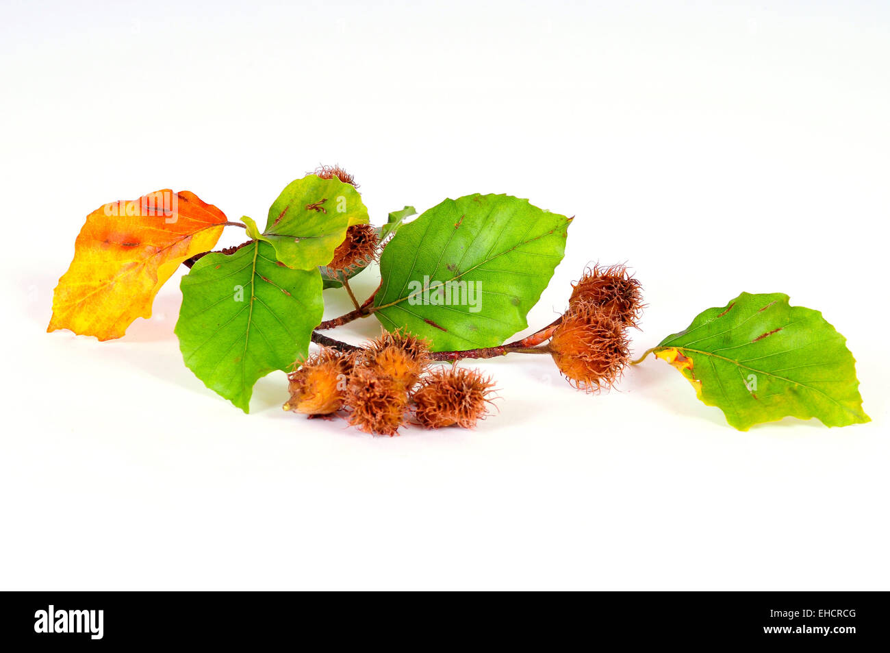 Beechnuts hi-res stock photography and images - Alamy