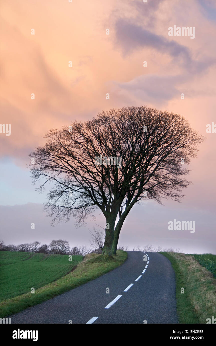 Trees at a small road in the sunset Stock Photo - Alamy