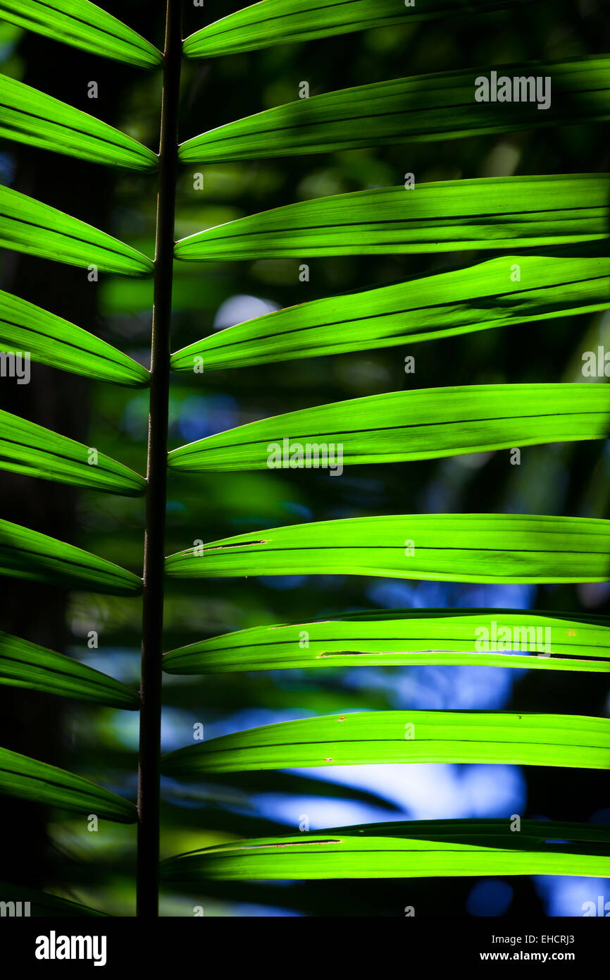Green backlit leaf in the jungle Stock Photo - Alamy