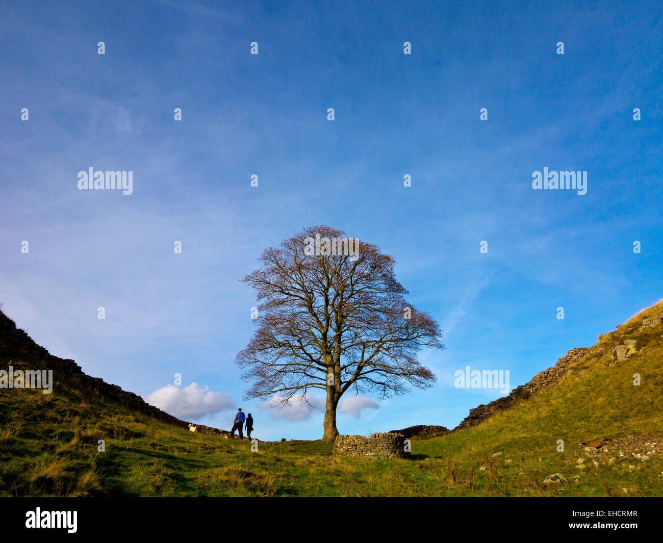 Lone tree at Sycamore Gap near Steel Rigg on Hadrian's Wall an ancient ...