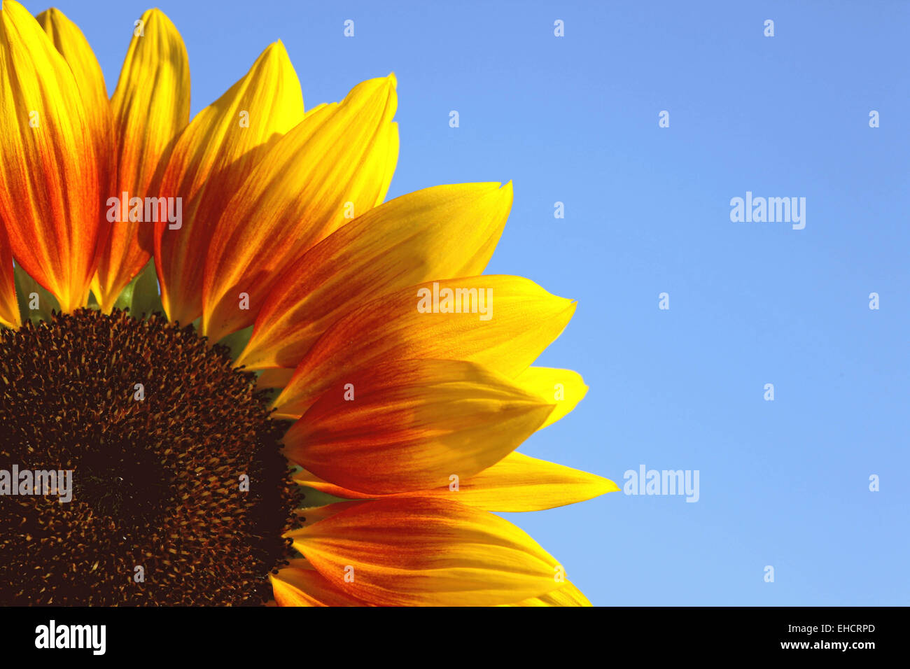 Sunflower summertime hi-res stock photography and images - Alamy