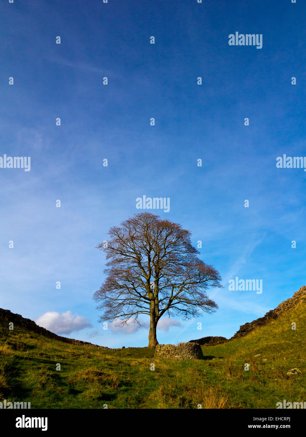English sycamore tree hi-res stock photography and images - Alamy
