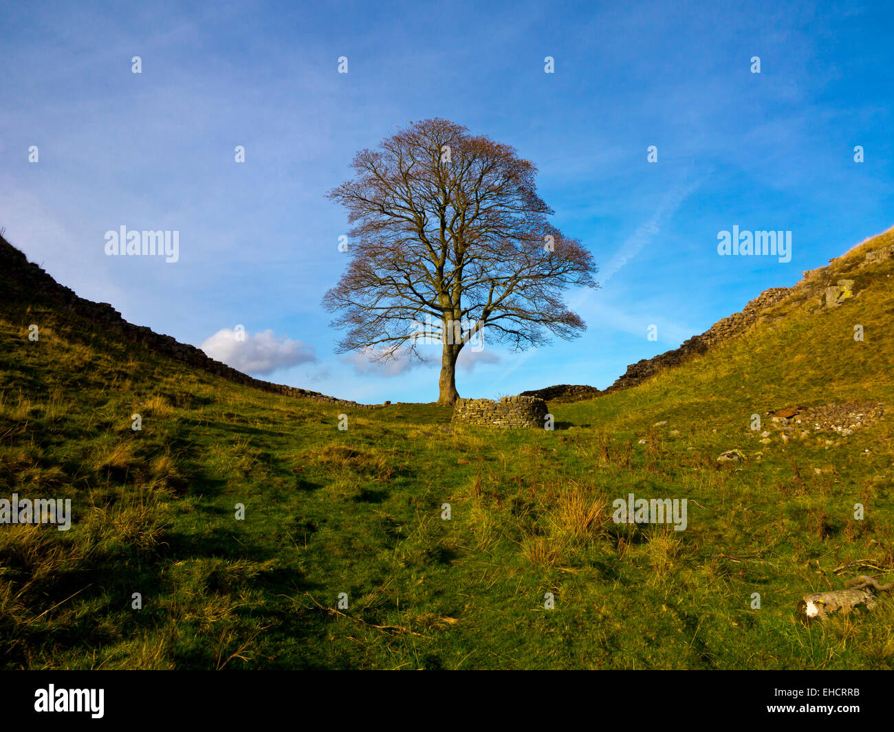 Iconic tree sycamore gap on hi-res stock photography and images - Alamy