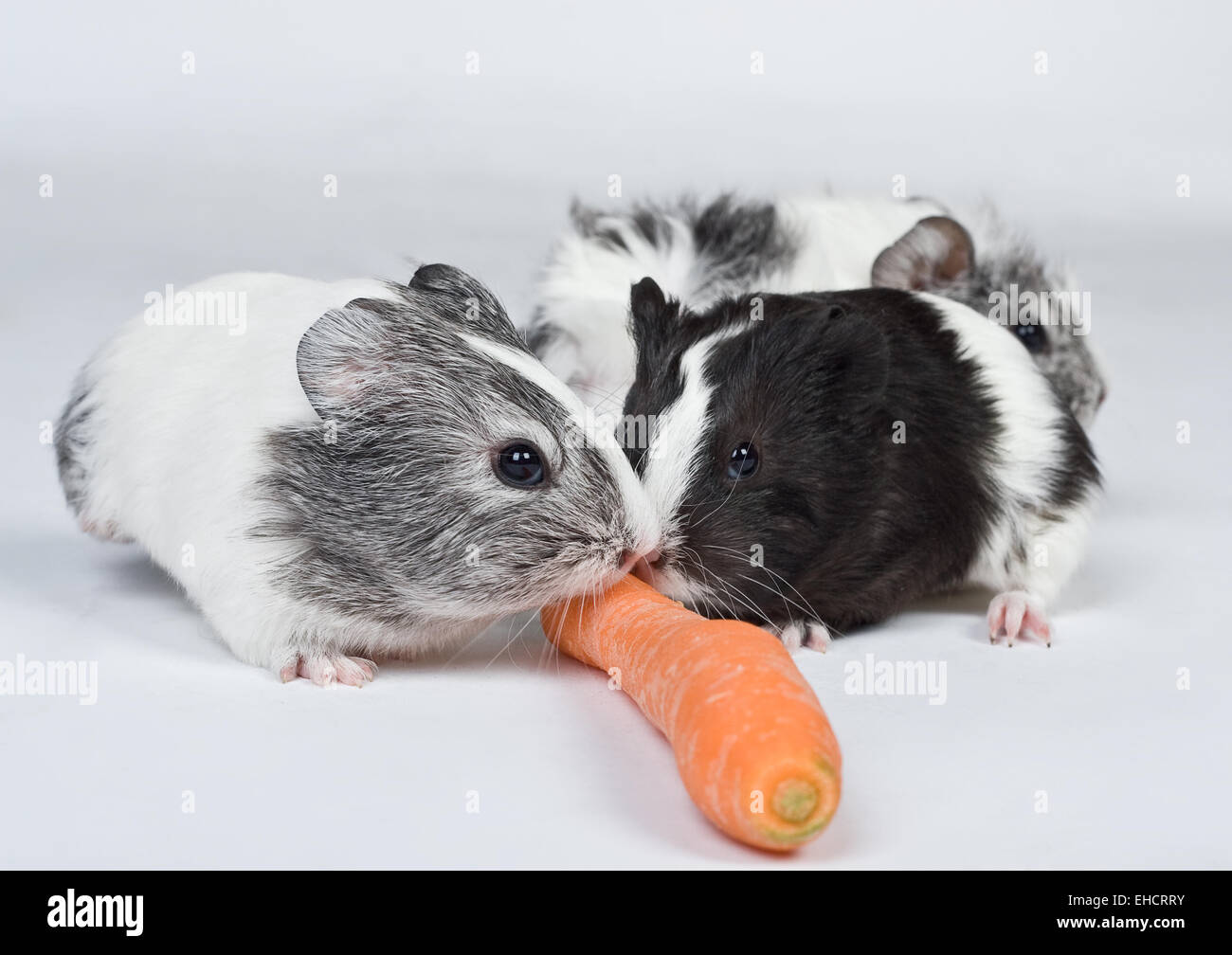 little guinea pigs Stock Photo - Alamy