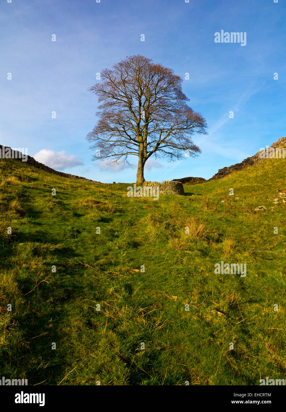 Lone tree at Sycamore Gap near Steel Rigg on Hadrian's Wall an ancient ...