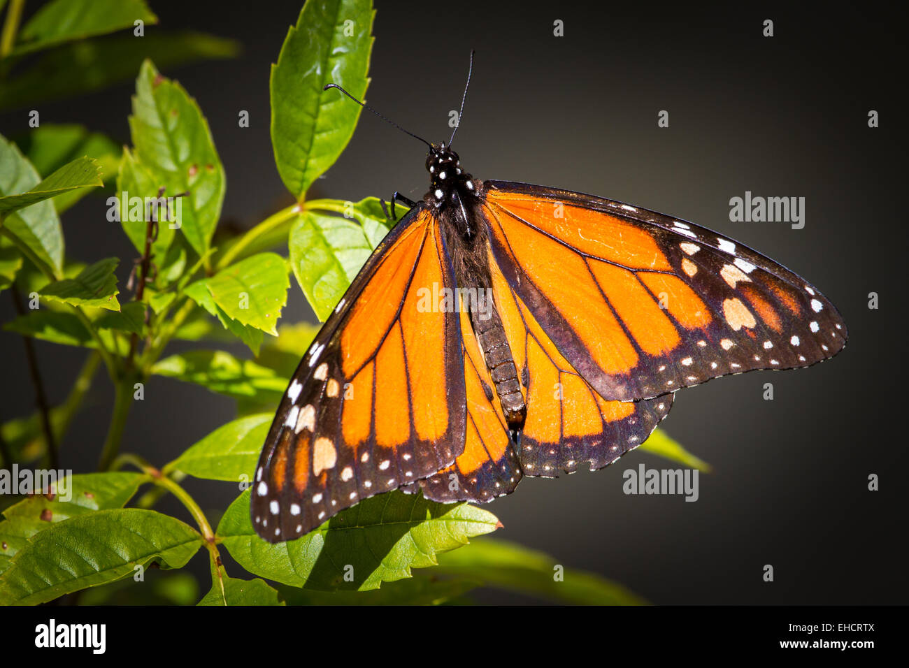 Monarch butterfly on plant hi-res stock photography and images - Alamy